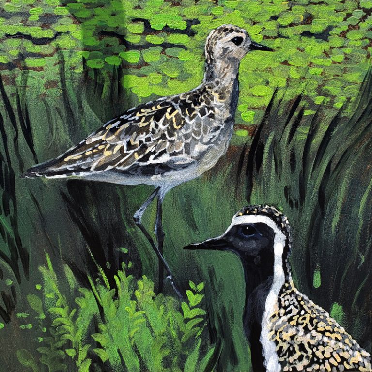 The Birds of Kawainui – Wendy Roberts Fine Art