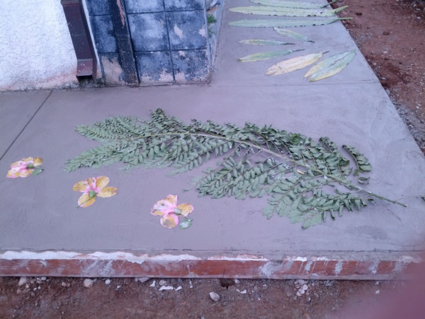 How to Imprint Concrete with Leaves and Flowers – Wendy Roberts Fine Art